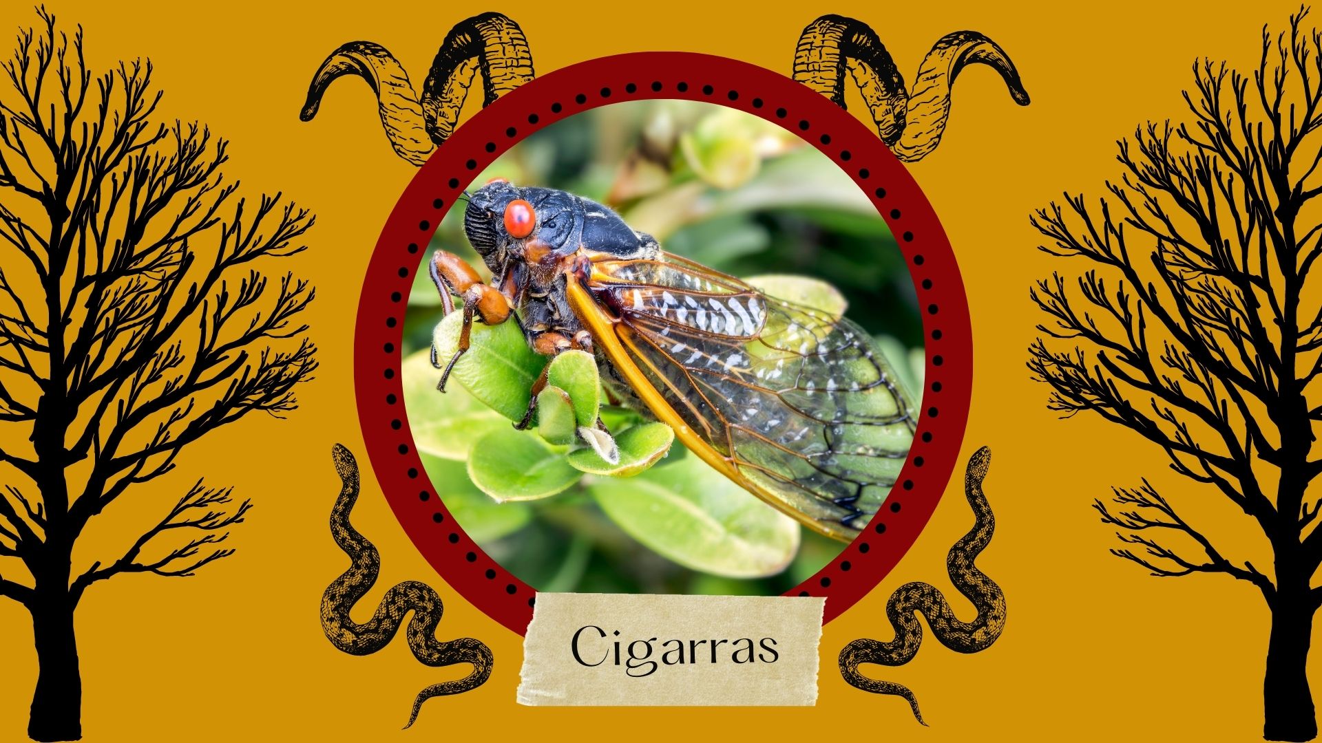 Cigarras - Submundo Periférico