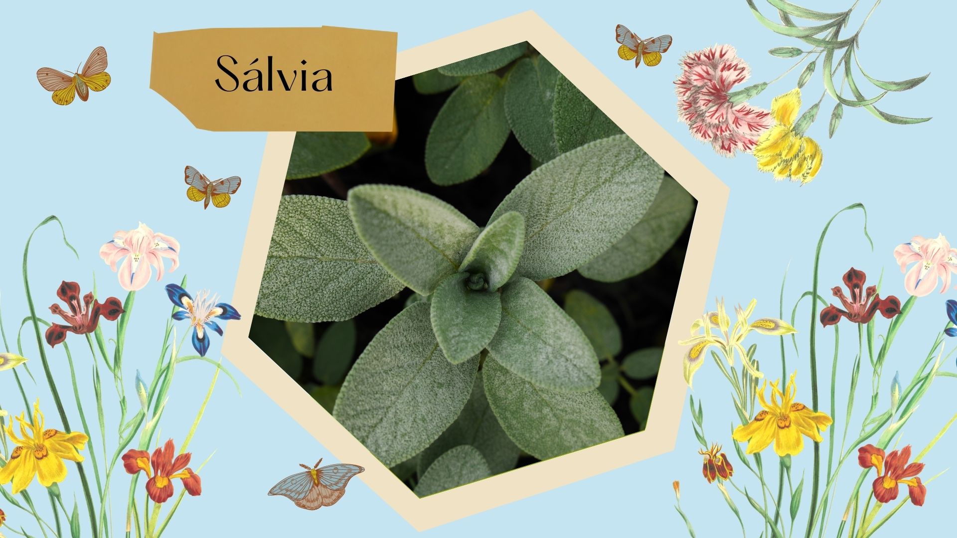 Sálvia - Submundo Periférico