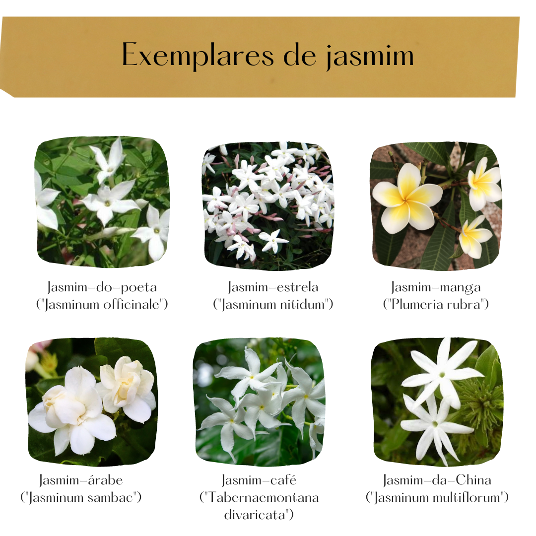 Jasmim - Submundo Periférico