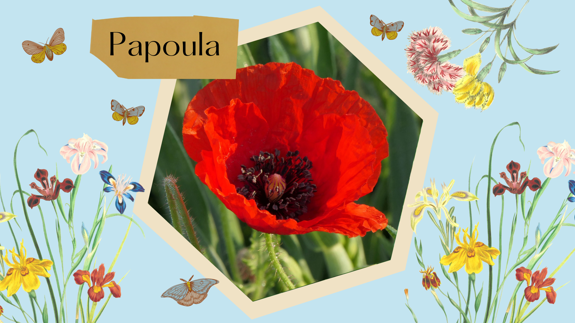 Papoula - Submundo Periférico